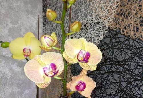Орхидея фаленопсис бабочка, биглип, и другие