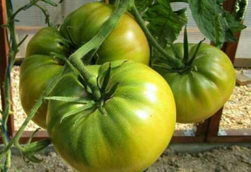 Семена редкого томата Зеленый тети Руби