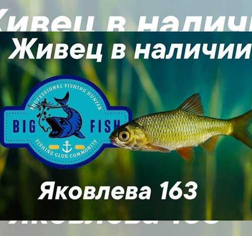 Живец для рыбалки (Карась)