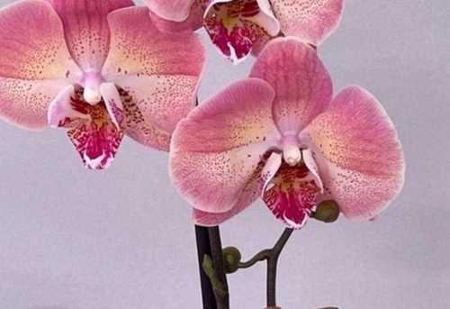 Орхидея Pastello