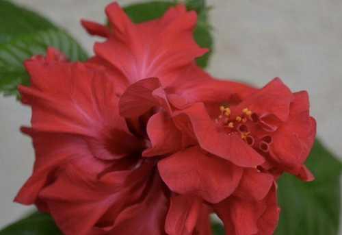 Гибискус махровый красный - китайская роза