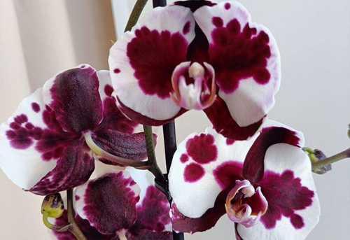 Орхидея фаленопсис Black Magic (Блэк Мэджик)