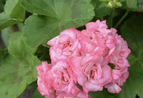 Пеларгония Античная Роза укорененные черенки