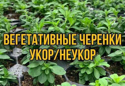 Вегетативные черенки