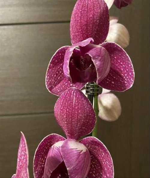 Орхидея фаленопсис Кимоно пелор