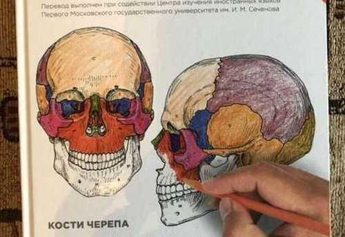 Анатомия человека. Атлас–раскраска. 4–е издание