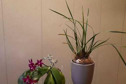 Орхидеи коллекционные Ароматные