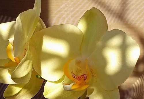 Орхидея Яра Брайт