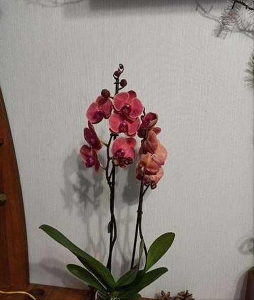 Орхидея фаленопсис Азиатский Коралл,2 ствола