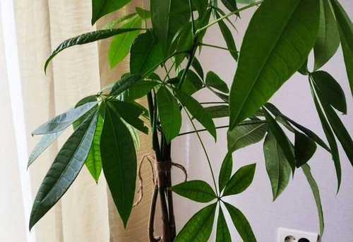 Комнатное Растение Пахира