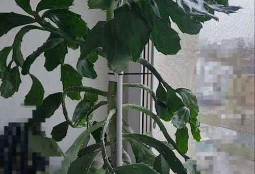 Кактус с плоскими листьями-Бразилиопунция 105 см
