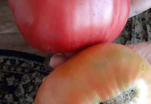 Семена помидоров томатов