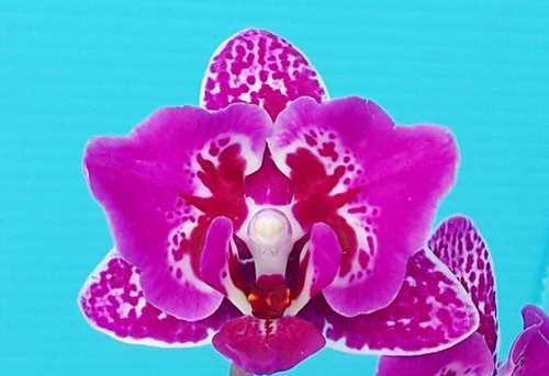 Орхидея Phal. PF 5003