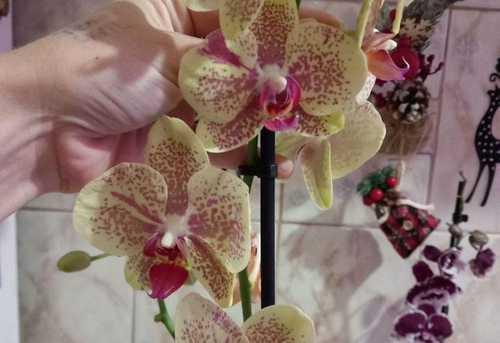Орхидеи фаленопсис(листай фото)