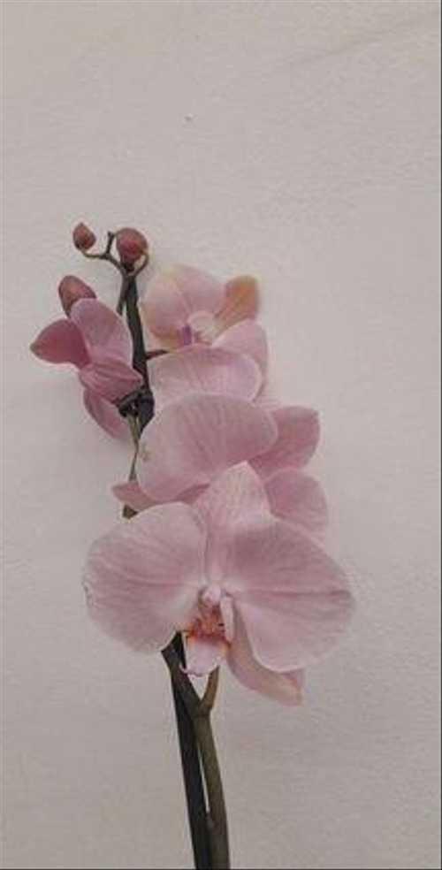 Орхидея фаленопсис рим