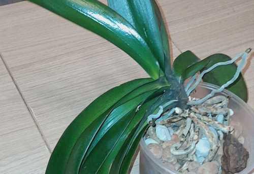 Орхидеи сортовые. Фаленопсисы