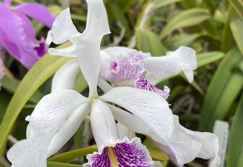 Орхидея каттлея Cattleya maxima striata