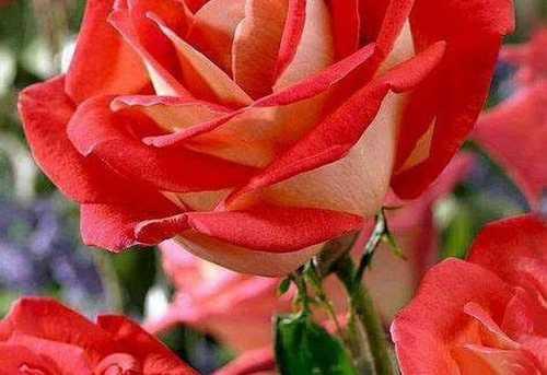 Красивые розы "динамит" оптом