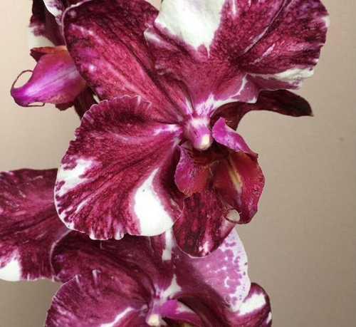 Орхидея фаленопсис Вероника мутант