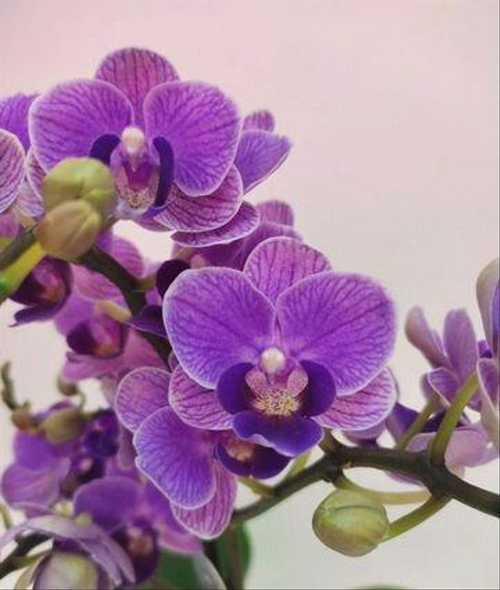 Орхидея Вайлет Квин