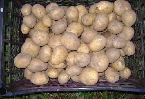 Продам семенной картофель сортовой