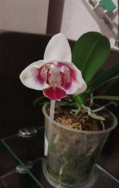 Орхидея Phal. Mini Dog