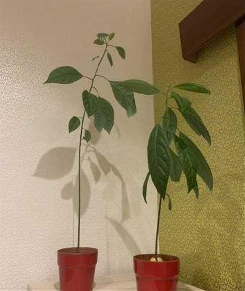 Авокадо комнатные растения