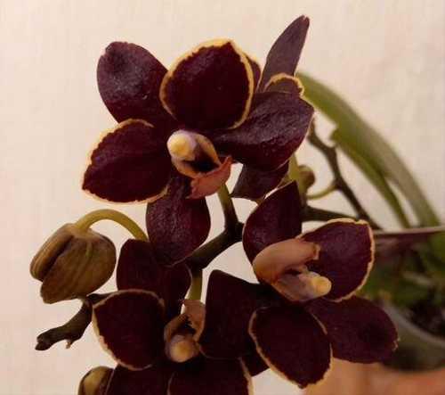 Орхидея фаленопсис мини Chocolate Magic