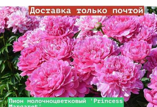 Пион молочноцветковый Princess Margaret
