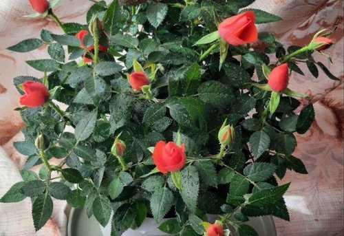 Персиковая роза Кордана