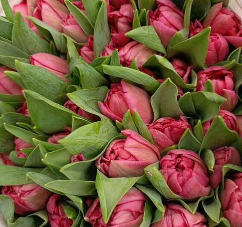 Букеты тюльпанов (9 шт)на 8 марта