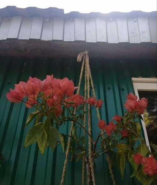 Бугенвиллия
