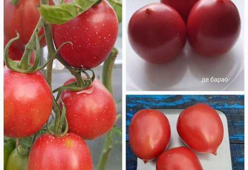 Семена томатов коллекционных сортов(2 часть)