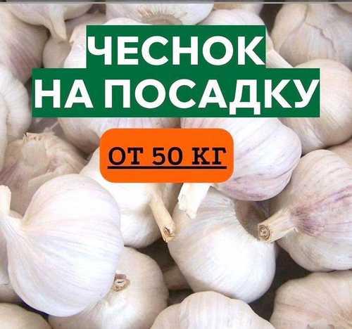 Чеснок озимый на посадку