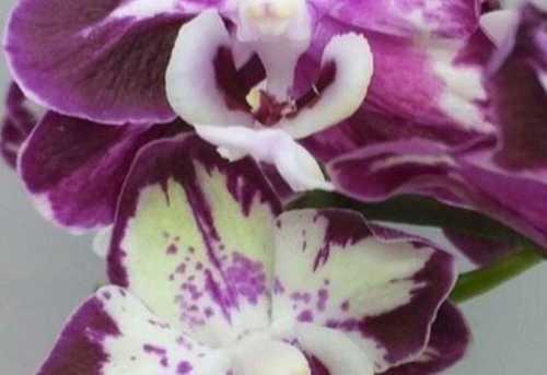Орхидея Kaoda Twinkle 1442