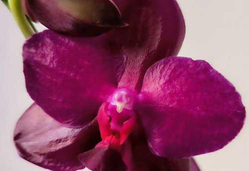 Орхидея фаленопсис ароматная Sogo Relex