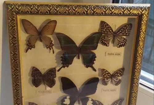 Настенное панно бабочки