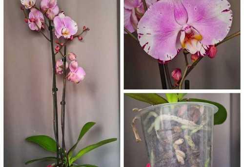 Орхидея фаленопсис Арт нова