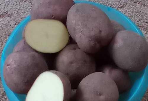 Картофель домашний