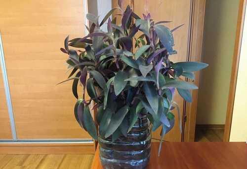 Сеткреазия пурпурная (комнатное растение)