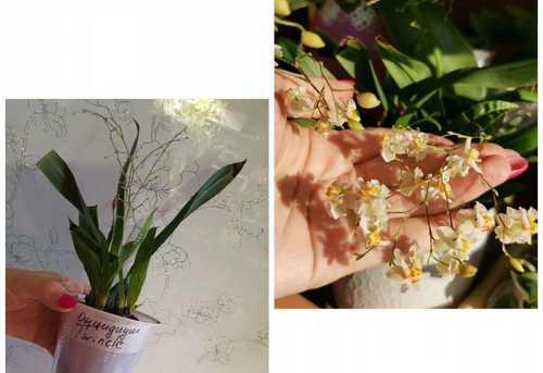Орхидея онцидиум Twincle (аромат ванили)и др