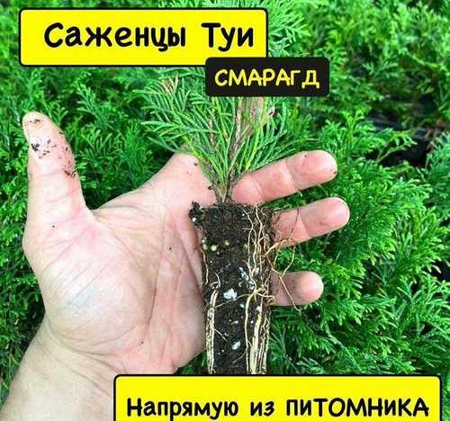 Саженцы туи Смарагд оптом