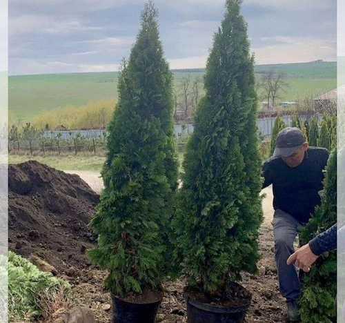 Тосно. Туи Смарагд. Туи Брабант. С гарантией