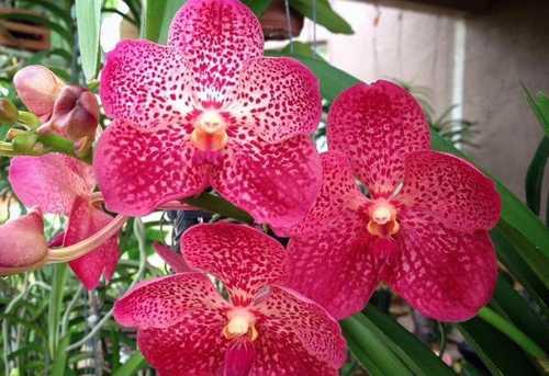 Орхидея Ванда Jairak Redder