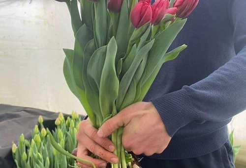 Тюльпаны в Спб опт букеты тюльпанов к 8 марта