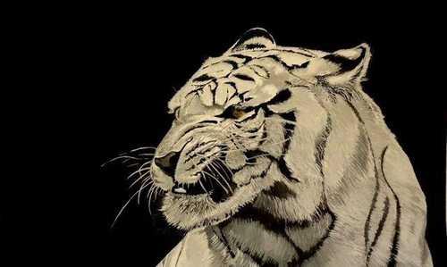 Картина животные Белый Тигр