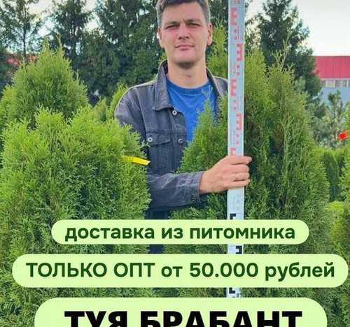 Туя Брабант Оптом