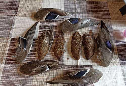 Крылья птицы
