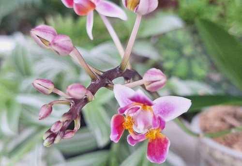 Орхидея Phal. equestris (peloric - 3 lips)