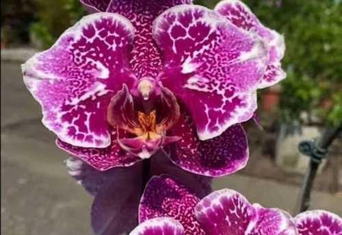Орхидея виктория лейс не цветет